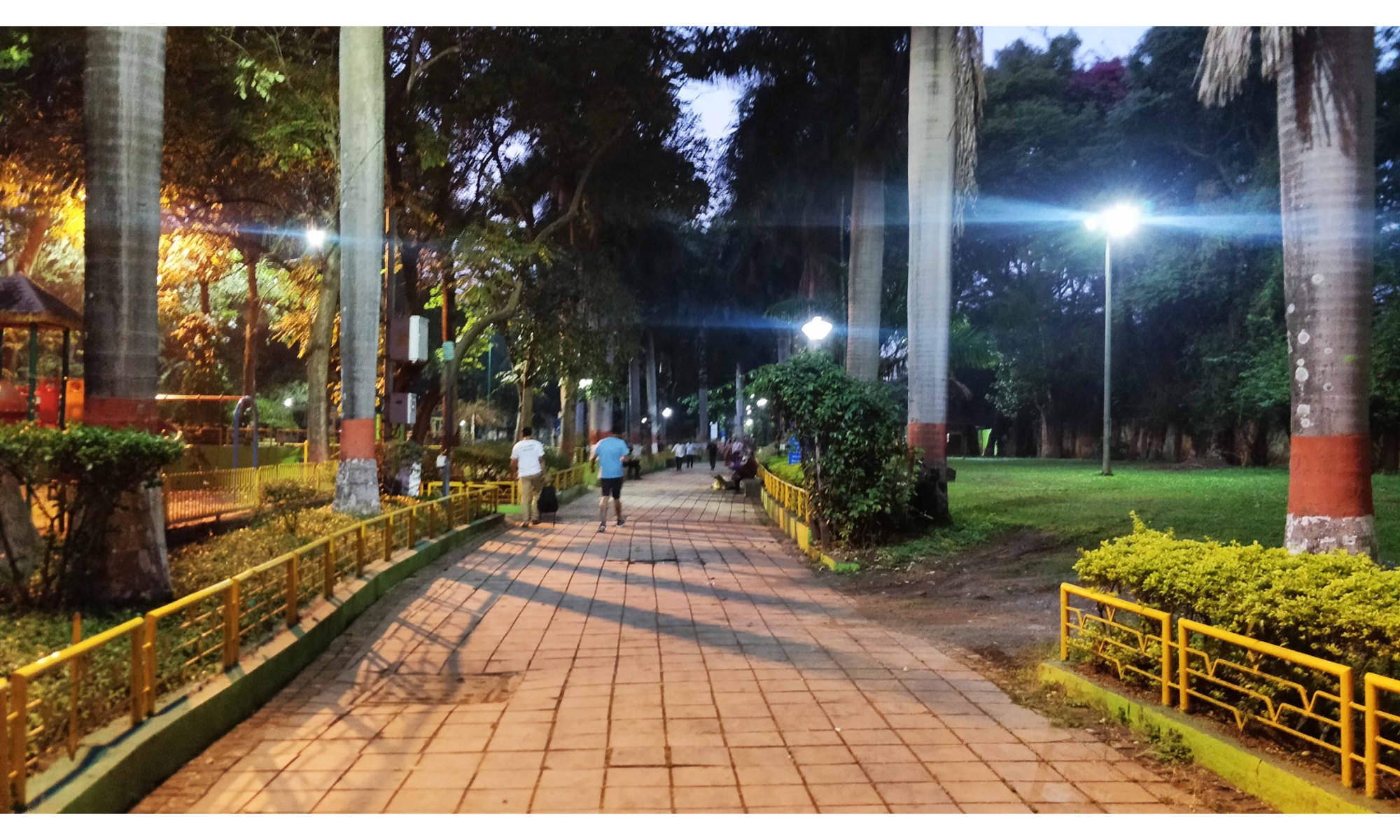 Avenues and Clusters of Trees in Pune