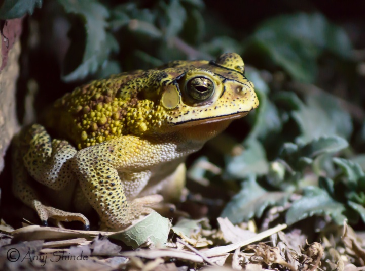 Frogs and Toads of Pune