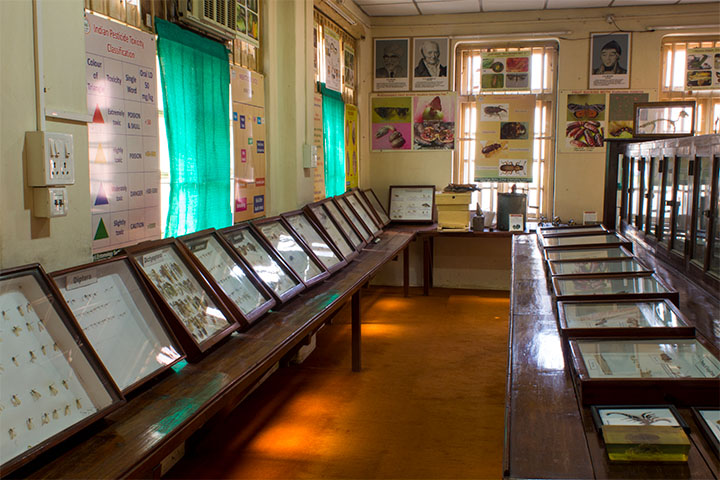Insect Museum